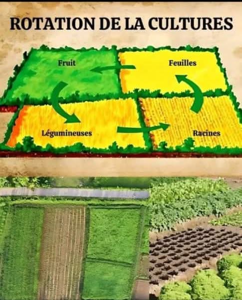 La Rotation des Cultures : Une Pratique Agricole Essentielle pour une ...